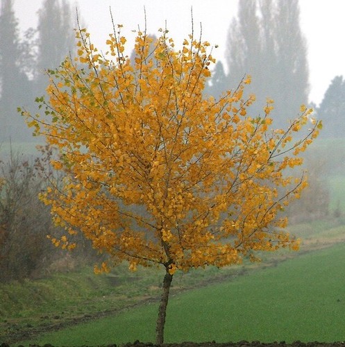 Arbol olor Caramelo - katsura -( Cercidiphyllum japonicum ) 20 semillas ...