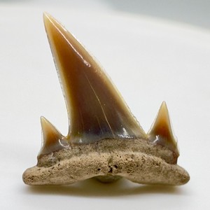 benedeni | eBay Stores