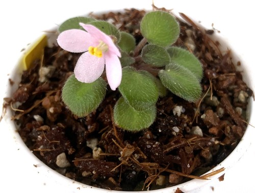 African Violet Pip Squeak (Micro) -- BLOOMING PLANT in 3oz CUP | eBay