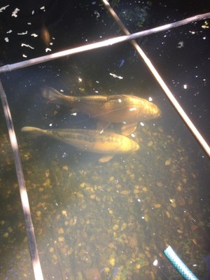 Ghost Carp for sale | eBay