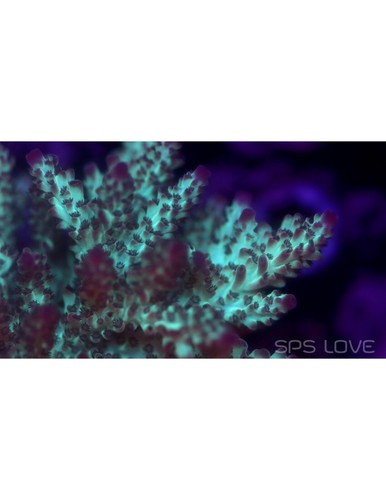 Reef Ready Grape Juice Acro Acropora SPS Live Coral LPS Zoa Zoanthid ...