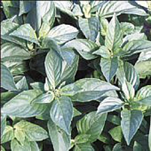 Mrs Burn's Lemon Basil Seeds (25+ Seeds)(More Heirloom, Organic, Non ...