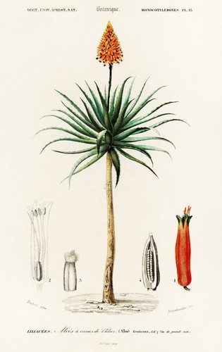 Aloe plant : Charles Dessalines D' Orbigny : Archival Quality Art Print ...