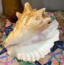 Conch Shells for sale | eBay