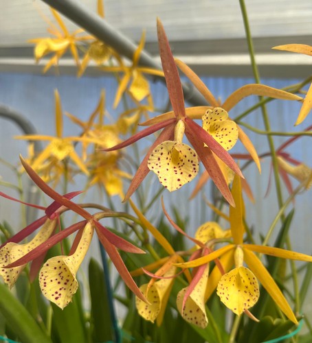 Bc.Yellow Bird. Cattleya Hybrid Orchid Plant. In Sheath! | eBay