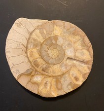 Nautilus Shells for sale | eBay