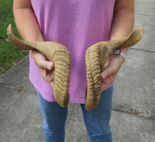 rams horn for sale | eBay