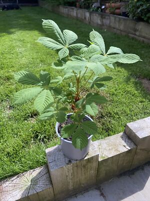 Tree Saplings for sale | eBay