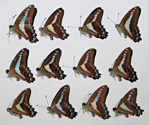 Papilionidae. 12 x Graphium anthedon halesus. Buru Is | eBay