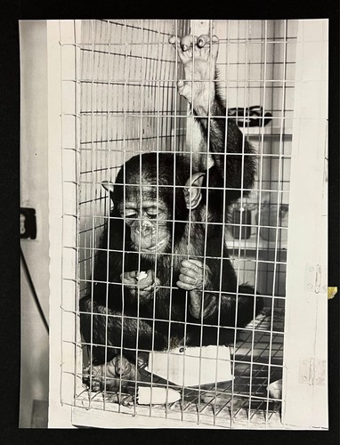 1950s Caged Baby Chimpanzee Chimp Eating Florida Zoo Vintage Press ...