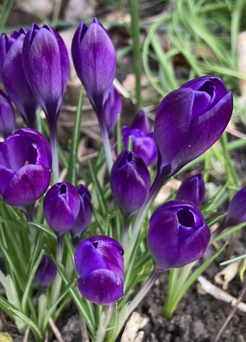 30 Purple Crocus 'Aqua' Spring Bulbs Ready to Plant (Free Postage UK ...