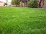 Gulf Annual Ryegrass Seeds "Cool Climate Grass Seed" 50 Lbs | eBay