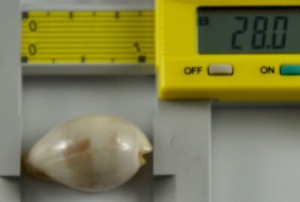 Mad Magazine Store | eBay Stores