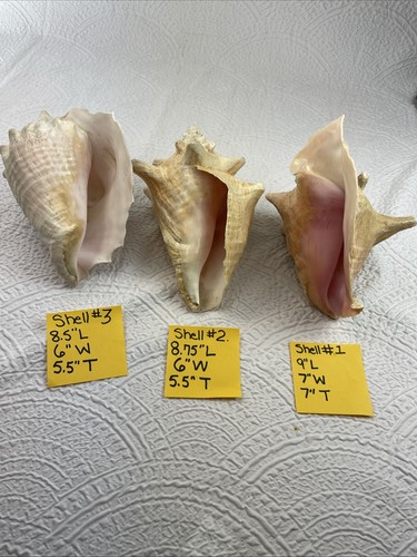 3 Lot 9” Long Queen Conch Sea Shell Pink Ocean Large Size Aquarium | eBay
