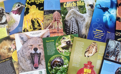 100 Page Lot of Ranger Rick Animal Magazine Pages, Animal & Insect ...