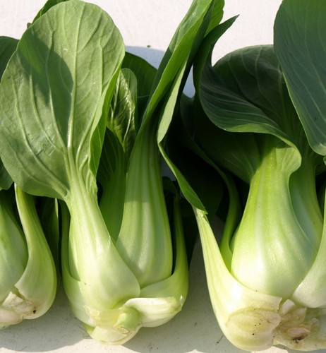 Canton Pak Choi- Heirloom Variety- 500+ '21 Seeds- Chinese Cabbage- Bok ...