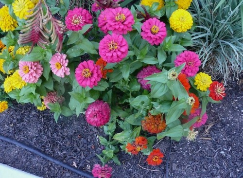 10 zinnia, BUTTON BOX DWARF seeds USA Seller | eBay