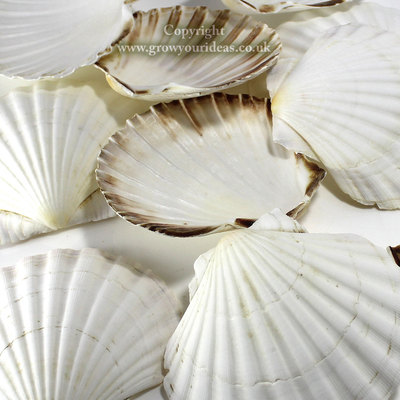 Large Sea Shells for sale | eBay