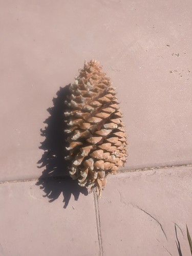 Large Pine Cones! | eBay