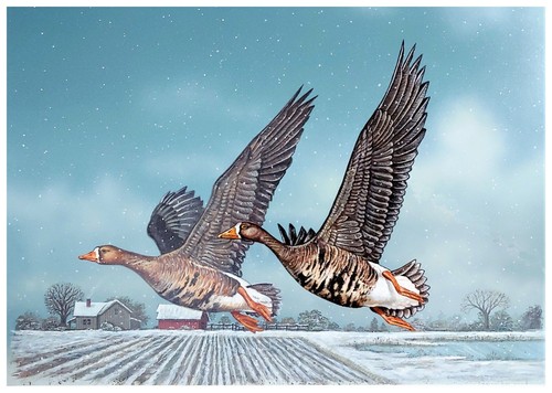 Original Acrylic Painting Of Snow Geese | eBay