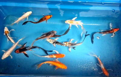 Koi Fish For Sale for sale | eBay