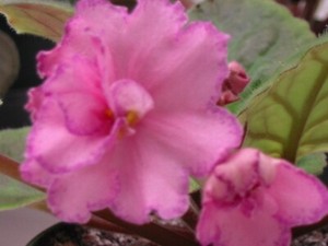 Bloomlovers Violets | eBay Stores