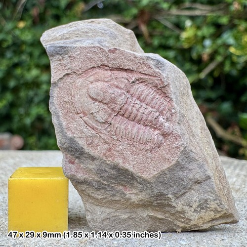 Rare Redlichia Trilobite Fossil – Early Cambrian, Emu Bay Shale ...