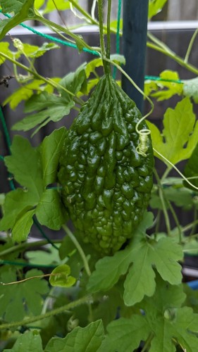 Mini Bitter Gourd Midi Pavakkai Karela Small Fruits India Type 10 Seeds ...