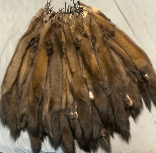 Tanned Alaskan Marten hide fur pelt sable top lot pelts | eBay