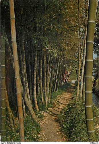 30 - Anduze - Générargues - Bambouseraie de Prafrance - Un sentier dans ...