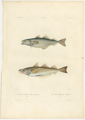 Antique Fish Print of the Merangius Merlangus 'Merling' and the Saithe ...