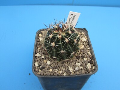 Ferocactus for sale | eBay