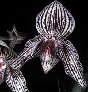 Machiela's Orchids | eBay Stores