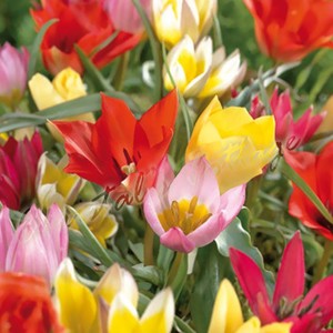 Dwarf Tulip Bulbs for sale | eBay
