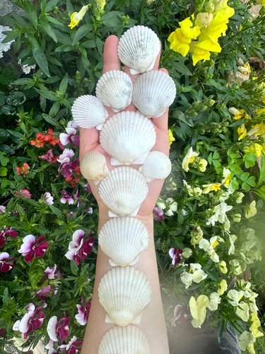 Wholesale 1 LB Florida Pure White Atlantic Bay/Calico Scallop Seashells ...