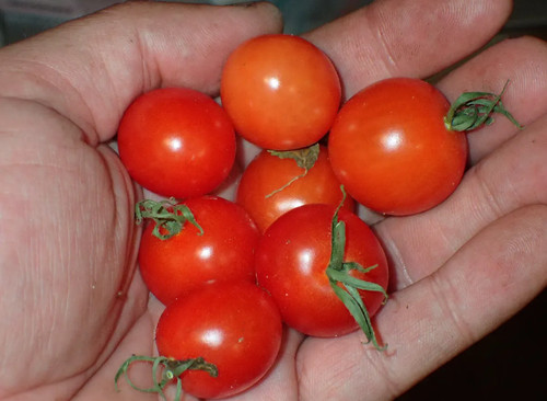 (Cultivated tomato (S. lycopersicum) x S. peruvianum SP#1)#1 ...