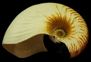 fossi.shell | eBay Stores