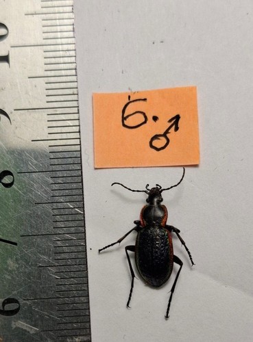 Carabidae, Carabus (Hemicarabus) macleayi beetle — entomology specimen ...
