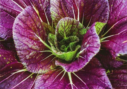 Postcard Rob Cardillo, Photographer "Jin Hong Ssam Asian Cabbage" 2022 ...
