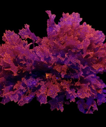 Live Atomic Broccoli Macroalgae ~1 inch – Reef / Refugium – Healthy | eBay