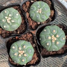 geminigarden | eBay Stores