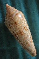 Conus Gloriamaris for sale | eBay