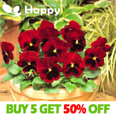 Viola Seeds for sale | eBay