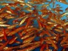 55+ Live Feeder Fish Pink Tuffies/Fathead Minnow (FREE 2-Day S ...