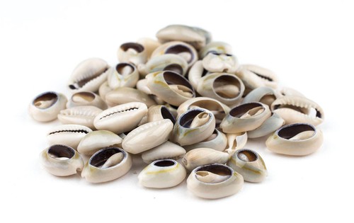 Cowrie Shells Medium 13mm West Africa African White Unusual Handmade | eBay