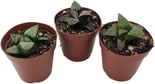 Window Panes Collection Succulent Easy To Grows Indoors Live 3 Plants ...