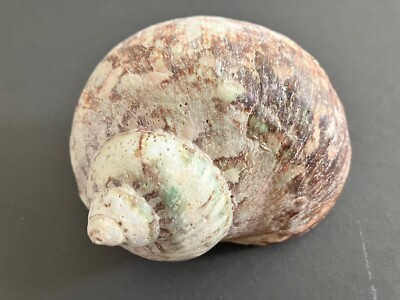 Large Sea Shells for sale | eBay