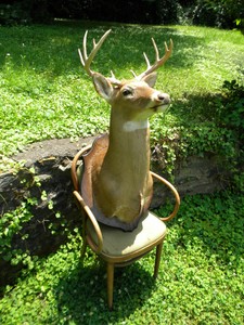 10 Point Deer Mount for sale | eBay