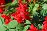 50 Salvia Seeds Salsa Scarlet Bi-color FLOWER SEEDS | eBay
