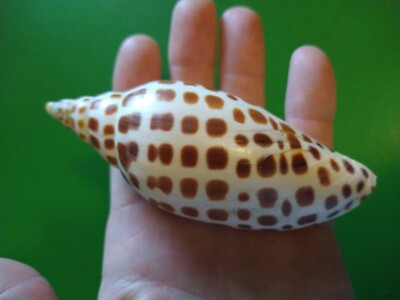 Rare Sea Shells for sale | eBay